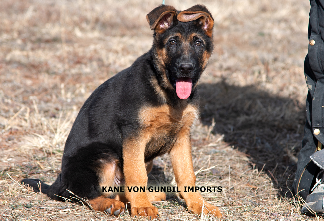 Kane vom Osterberger-Tal