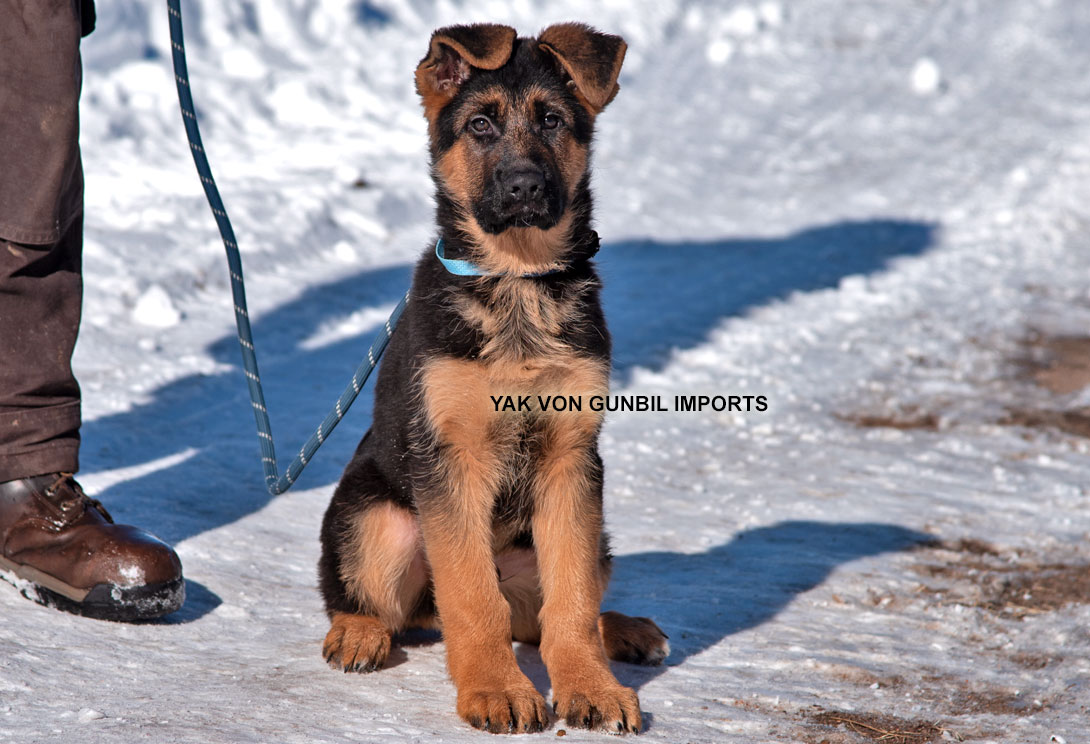 Yak vom Merkur-Stern