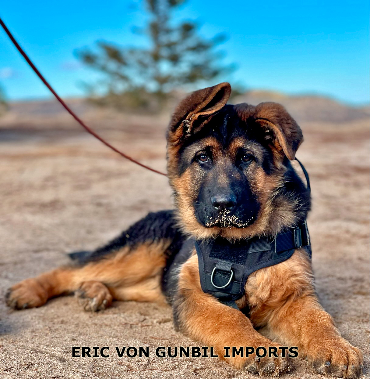 Erik von Mühlenheim