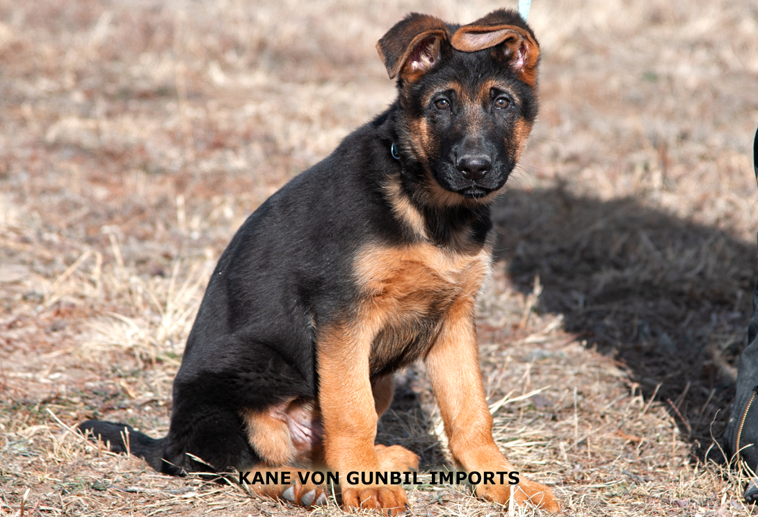 Kane vom Osterberger-Tal