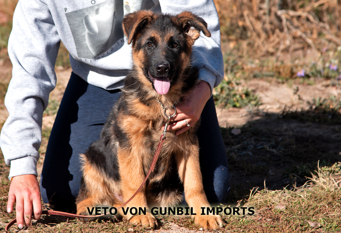 Veto von Gunbil Imports